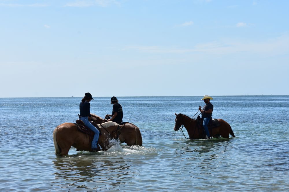 PALOMINO RANCH & TOURS - 22 Photos - 4020 Virginia key Beach park ...