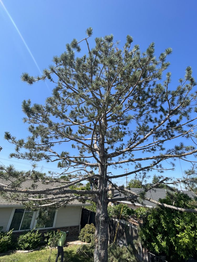 RANCHO TREE CARE - Updated December 2025 - 35 Photos - Rancho Calaveras ...
