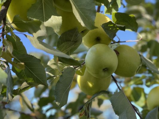 SAMASCOTT ORCHARDS - Updated October 2025 - 61 Photos & 73 Reviews - 5 ...