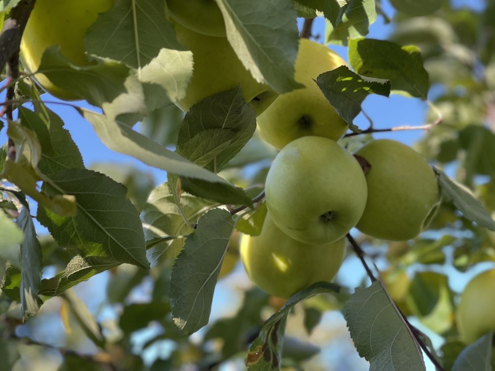 SAMASCOTT ORCHARDS - 57 Photos & 58 Reviews - 5 Sunset Ave, Kinderhook ...