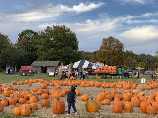 HOMESTEAD FARM OF JONES FAMILY FARMS - 288 Photos & 202 Reviews - 606 ...