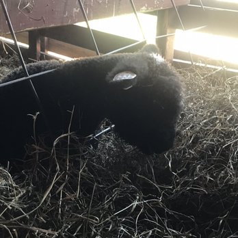 MUSCOOT FARM - Updated December 2025 - 186 Photos & 47 Reviews - 51 Rt ...