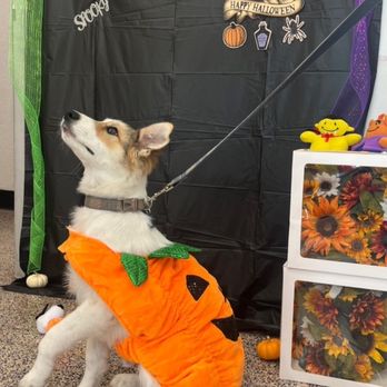 HUNTINGTON BEACH VETERINARY HOSPITAL - Updated October 2025 - 121 ...