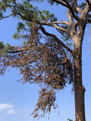 BOCA TREE SERVICE - Updated October 2025 - 12 Reviews - Boca Raton ...