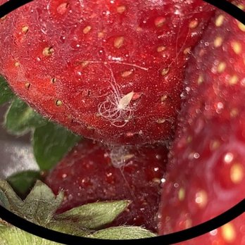 BECNEL BEN SOUTH LOUISIANA CITRUS & VEGETABLE FARM - Updated January ...