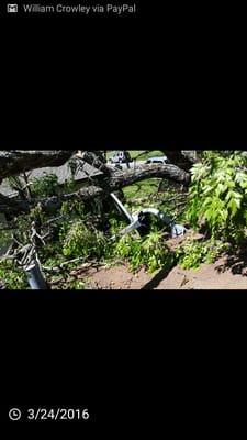 THE TREE MAN - Updated November 2025 - 30 Photos & 96 Reviews - Austin ...