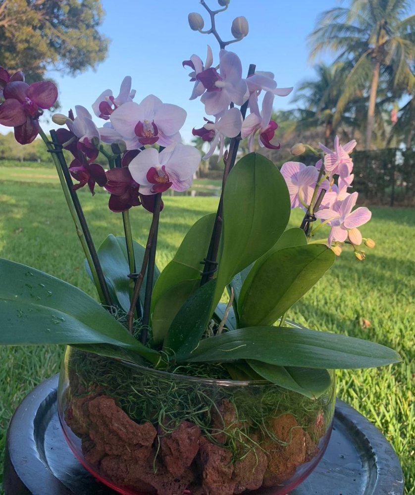 UNIQUE MIAMI FLOWERS - Updated December 2024 - Request Information - 15 ...