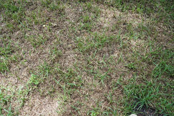 KING RANCH TURFGRASS - Updated September 2025 - 5910 US-290, Austin ...