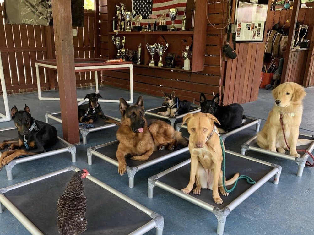 FULL POTENTIAL K9 - Chesterfield, Missouri - Dog Walkers - Phone Number - Yelp