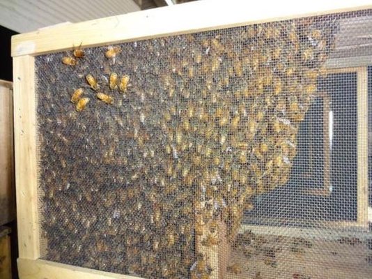 DESERET HIVE SUPPLY - Updated August 2024 - 69 Photos - 1516 Washington ...