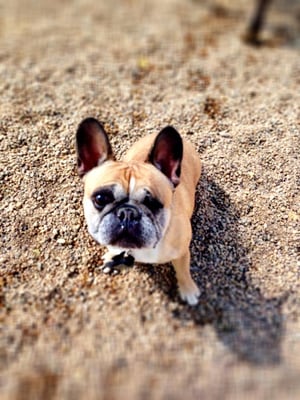 HAPPY TAILS DOG RANCH - Updated October 2025 - 111 Photos & 41 Reviews ...