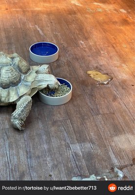 PETS PLUS NATURAL - Updated December 2025 - 44 Photos & 36 Reviews ...