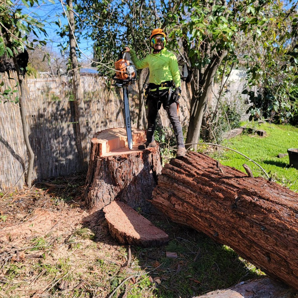 SAMMYS TREE SERVICES - Updated April 2024 - 14 Photos - Rancho Cordova ...