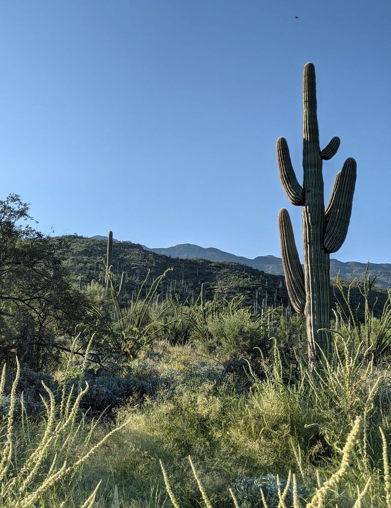 DOUGLAS SPRINGS TRAILHEAD - SAGUARO NATIONAL PARK - Updated April 2025 ...