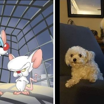 DIRK BUTCHKO PRO VET - Updated June 2025 - 155 Photos & 350 Reviews ...