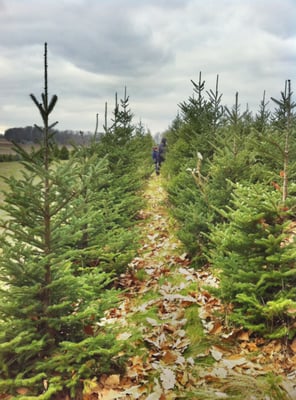 WATA CHRISTMAS TREE FARM - Updated January 2026 - 16 Reviews - 3650 ...