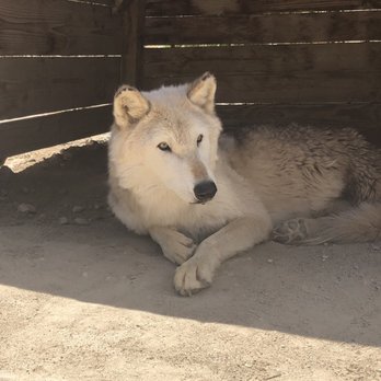 Wolf Mountain Sanctuary - 392 Photos & 142 Reviews - Animal Shelters ...