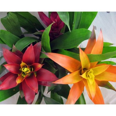 LONGLEAF FLOWERS, PLANTS & GIFTS - 11 Photos - Florists - 1011-A Broad ...