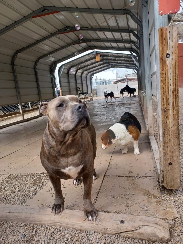 OLD FARM PETS - Updated January 2026 - 54 Photos & 51 Real Reviews ...