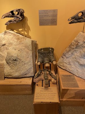 MORRISON NATURAL HISTORY MUSEUM - Updated August 2025 - 61 Photos & 51 ...