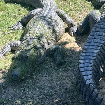 GATORS & FRIENDS - Updated December 2025 - 207 Photos & 60 Reviews ...