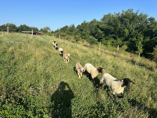 CLOVER RIDGE FARMS - Updated June 2024 - 8205 Adamsville Otsego Rd ...