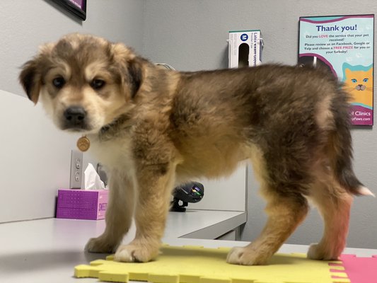 PENNY PAWS ANIMAL CLINIC - 44 Photos & 77 Reviews - 3748 Basswood Blvd ...