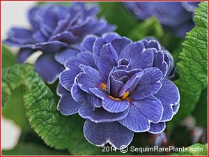 SEQUIM RARE PLANTS - Updated June 2026 - 14 Photos - 500 N Sequim Ave ...