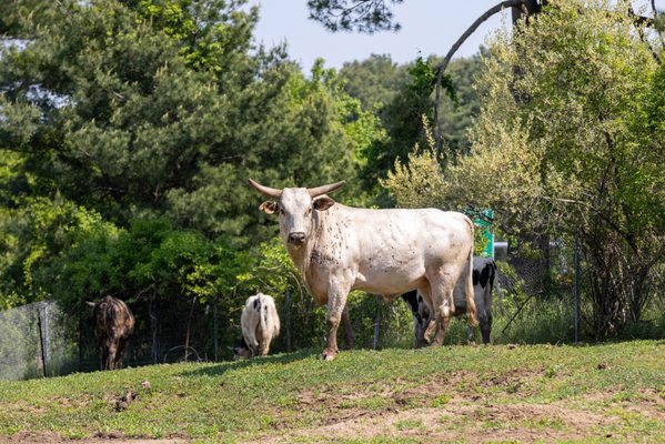 NEW ENGLAND RODEO - Updated October 2025 - 14 Photos - 185 N Washington ...