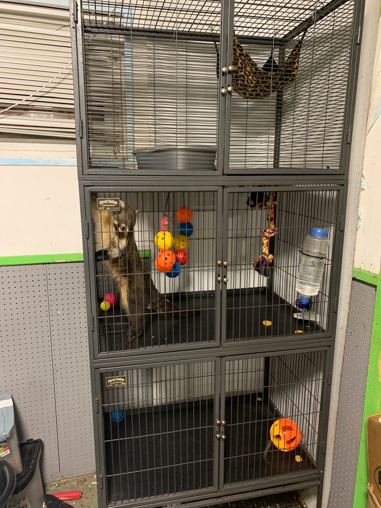 JAYDEN’S JUNGLE EXOTIC PETS - Updated December 2025 - 17 Photos - 501 ...