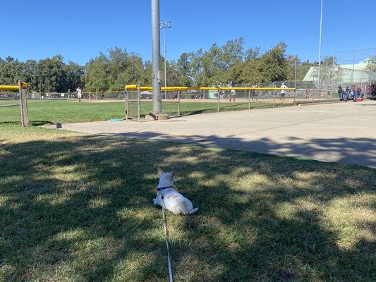 SACRAMENTO SOFTBALL COMPLEX - Updated October 2025 - 18 Photos & 21 ...