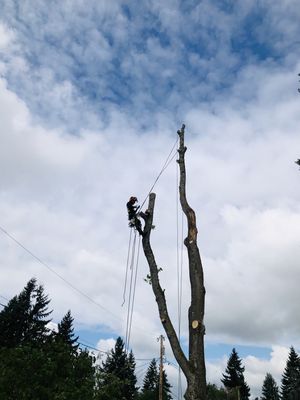 BETTER VIEW TREE SERVICE - Updated July 2025 - 113 Photos & 50 Reviews ...