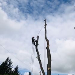 BETTER VIEW TREE SERVICE - 97 Photos & 17 Reviews - Kirkland ...