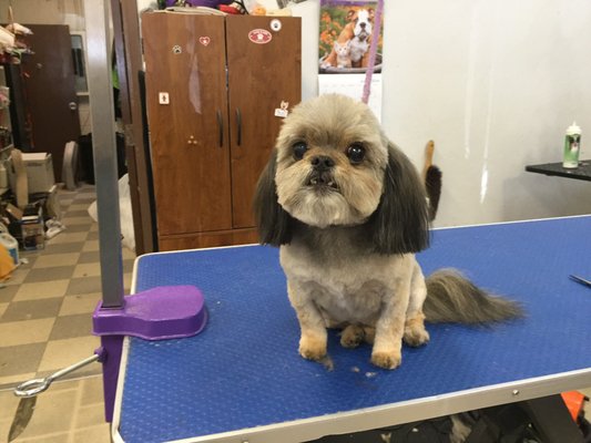 DEBBIE TERNAN’S DOG & CAT GROOMING - Updated October 2025 - 12 Photos ...