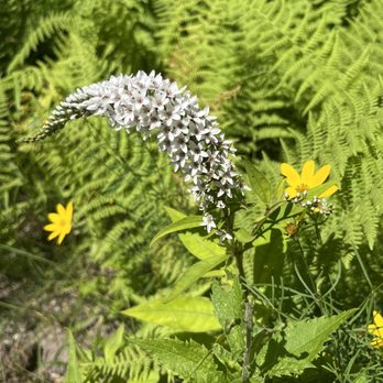 MYTOI JAPANESE GARDENS - Updated November 2025 - 19 Photos - 41 Dike Rd ...