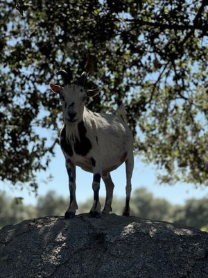 CALICO RANCH - Updated August 2025 - 18 Photos & 31 Reviews - 4200 Hwy ...