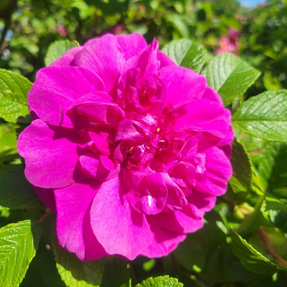 CENTENNIAL ROSE GARDEN - Updated August 2024 - 1301 W 10th Ave ...