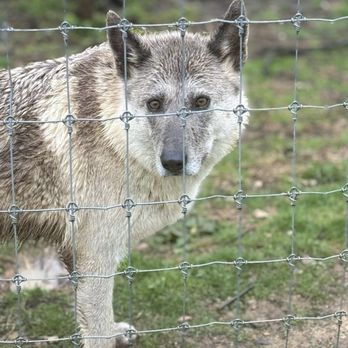 THE WOLF SANCTUARY OF PA - Updated January 2025 - 281 Photos & 120 ...