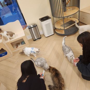 MEOW WOO STUDIO - Updated January 2026 - 40 Photos - 9555 Yonge Street ...