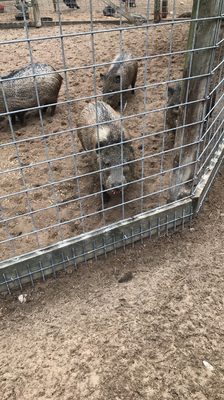 GARLYN ZOO - Updated August 2024 - 58 Photos & 27 Reviews - W9104 US ...