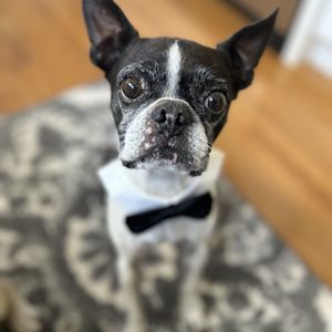 SUNSET CLIFFS ANIMAL HOSPITAL - Updated July 2024 - 78 Photos & 296 ...