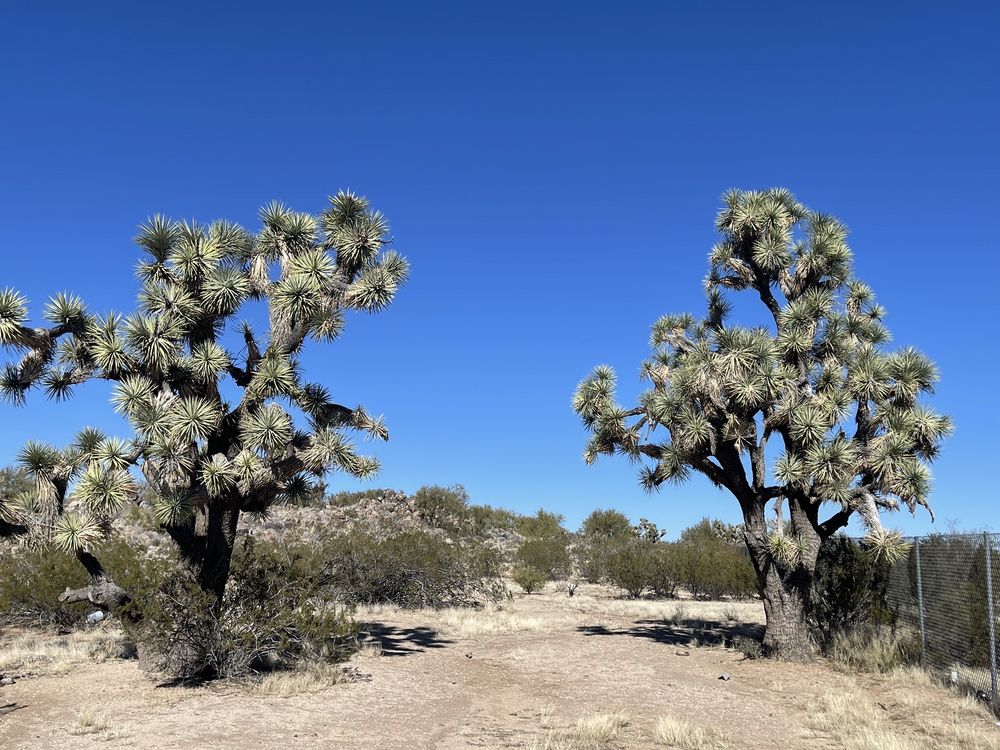 JOSHUA TREE NATIONAL FOREST - Updated October 2025 - 22 Photos - Joshua ...