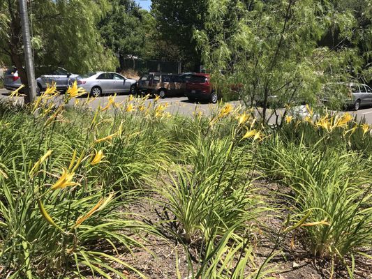 SACRAMENTO PUBLIC LIBRARY - CARMICHAEL - Updated November 2024 - 64 ...