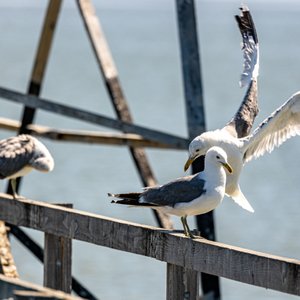 COYOTE POINT RECREATION AREA - Updated November 2024 - 642 Photos & 234 ...