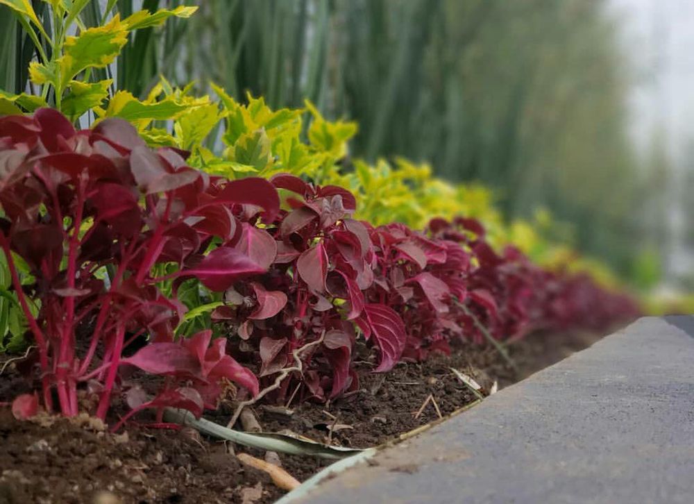 CONSERVATIVE TREE AND LANDSCAPE - Updated August 2025 - 10 Photos ...