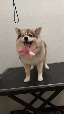 RUB A PUP SCRUB - Updated July 2024 - 39 Photos - 20915 Bear Valley Rd, Apple Valley, California ...