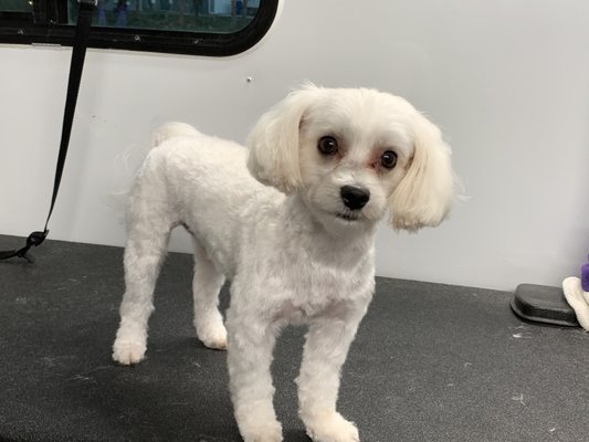 PAWS ABOVE MOBILE PET GROOMING - Updated August 2025 - 15 Photos & 11 ...