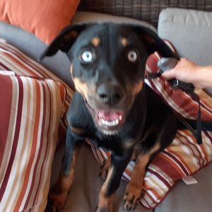 THE DUTCH COTTAGE TAVERN - 21 Photos & 29 Reviews - American ...