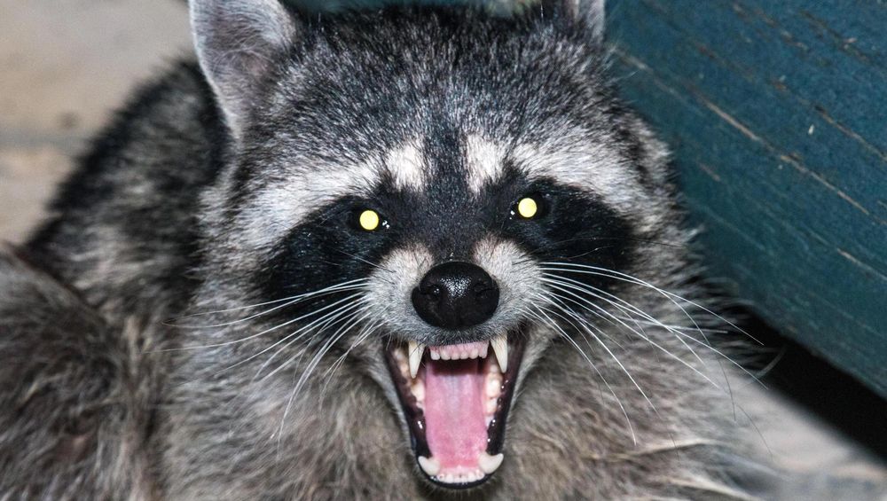 CREATURE CONTROL - Updated April 2026 - 14 Photos - Lake Mary, Florida ...