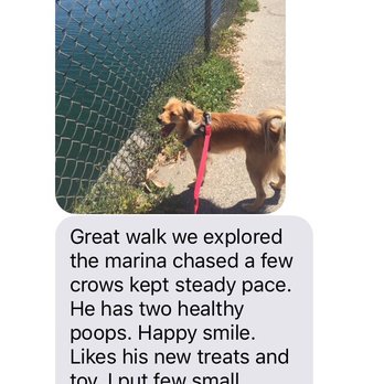 PAWS DOWN TRAINING & PET CARE - Updated August 2025 - 39 Photos & 34 ...